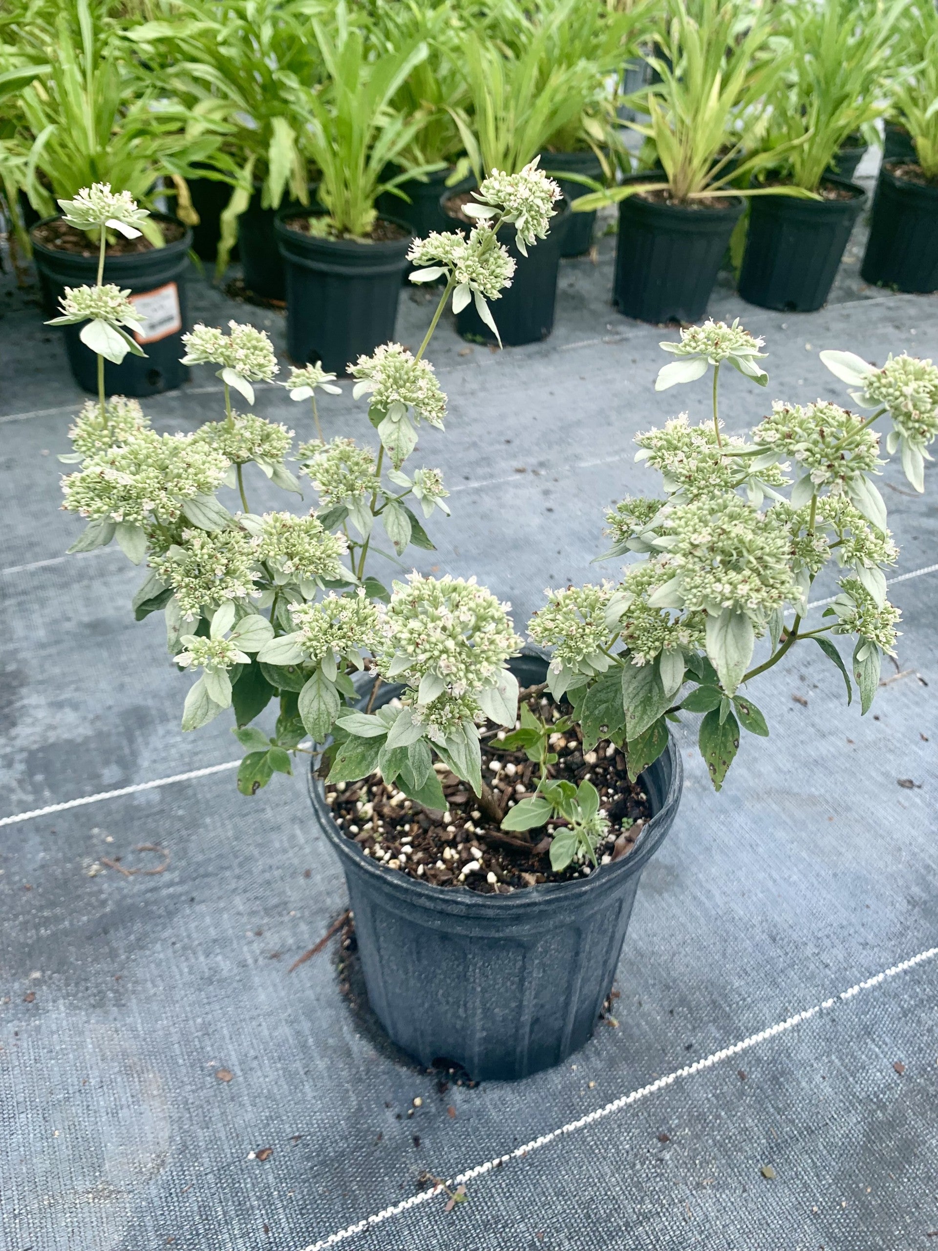 Mountain Mint, Pycnanthemum floridanum – Wise Hands Native Nursery