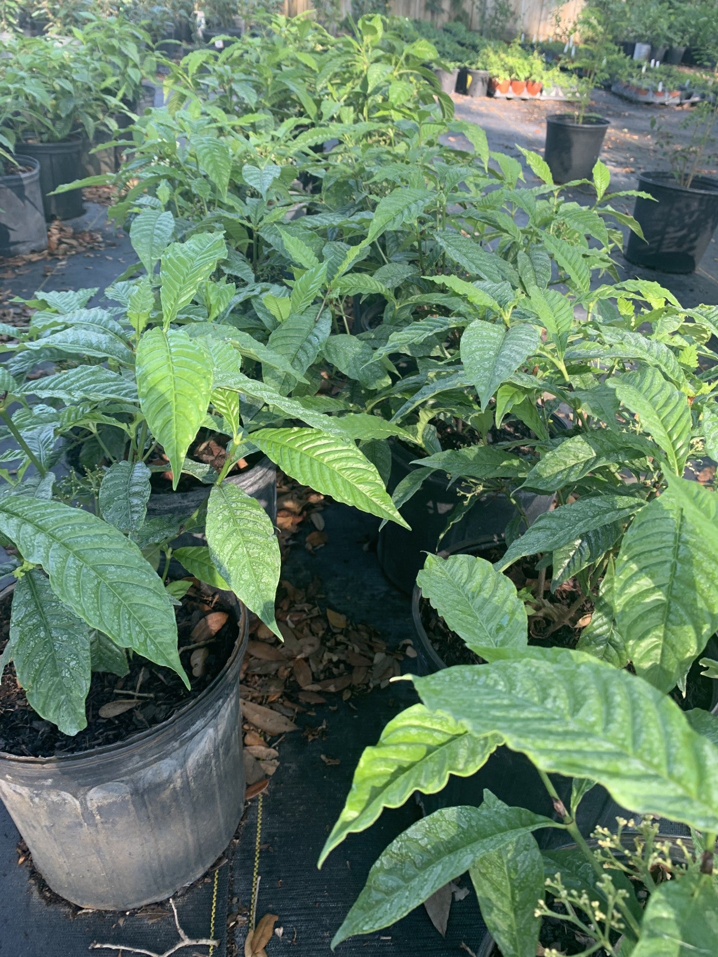 Wise Hands Native Nursery