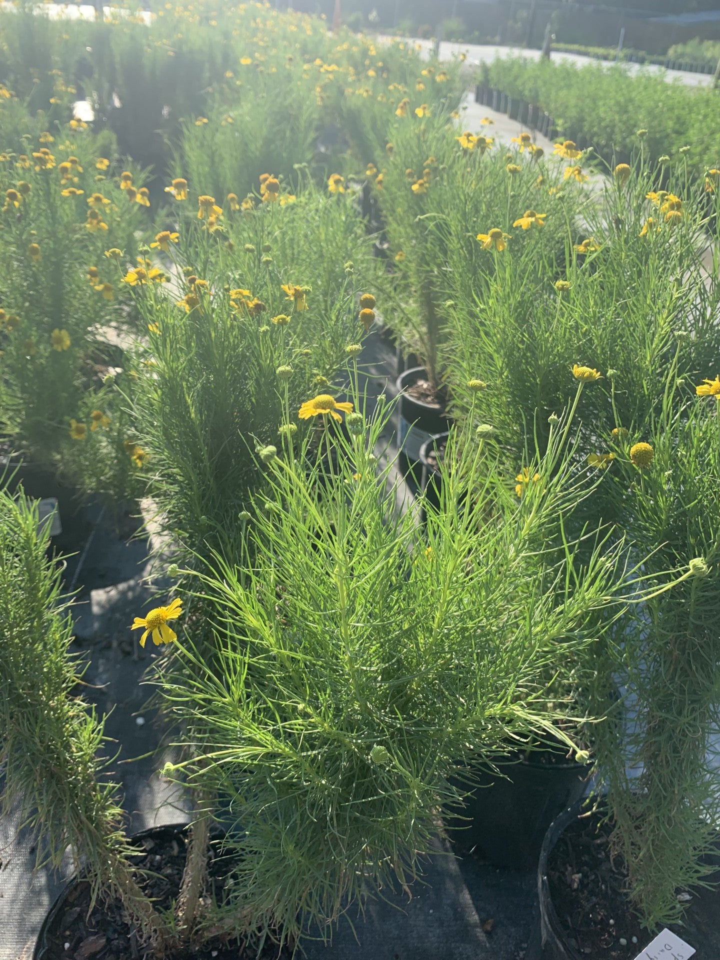 Wise Hands Native Nursery