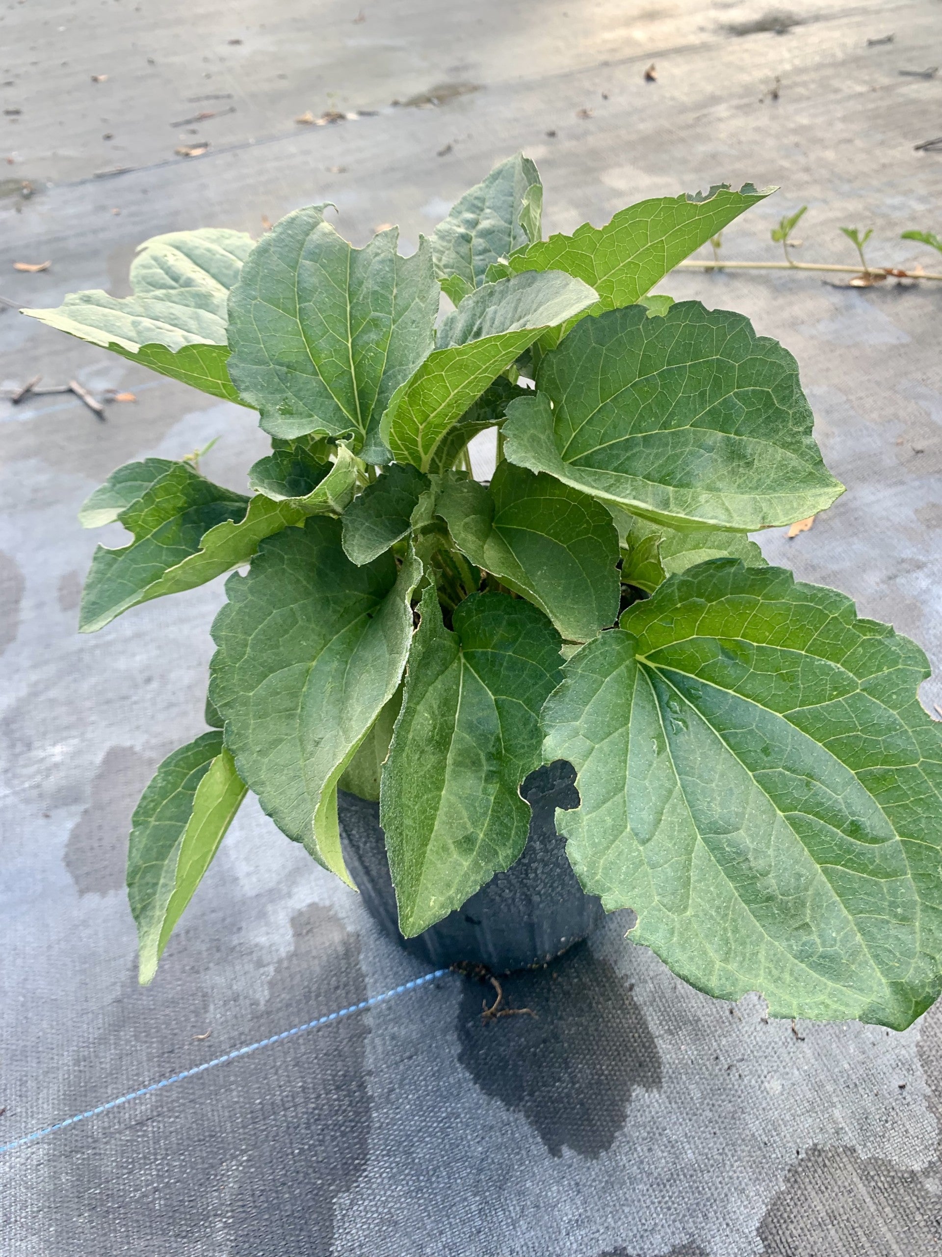 Orange Coneflower, Rudbeckia fulgida – Wise Hands Native Nursery