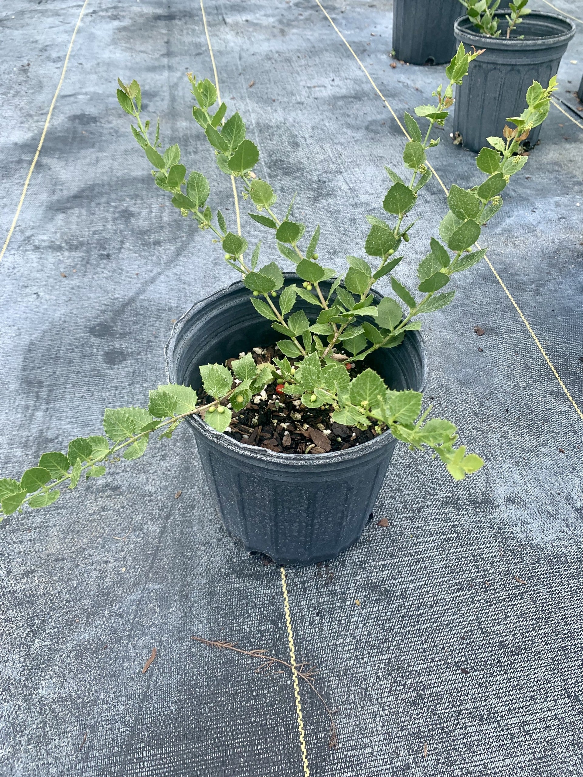 Quailberry, Crossopetalum ilicifolium – Wise Hands Native Nursery